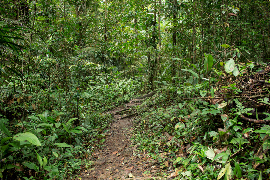 97px.fr | Layon à travers la forêt de guyane