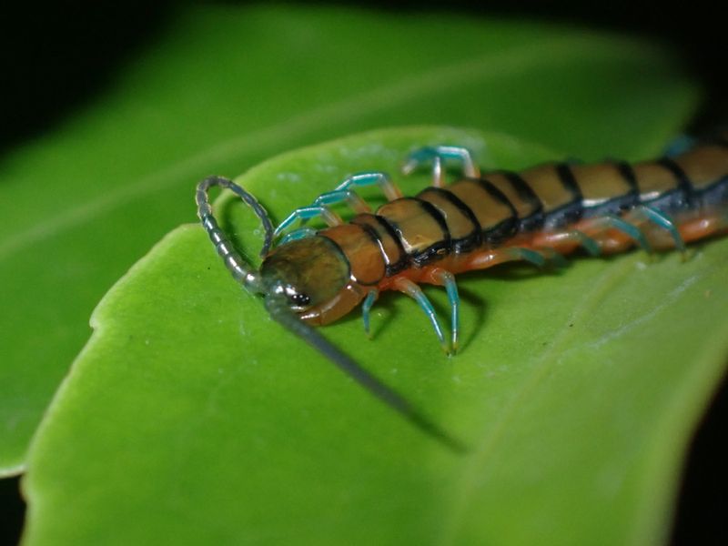 97px.fr | Scolopendre ou mil-pat - scolopendra sp.