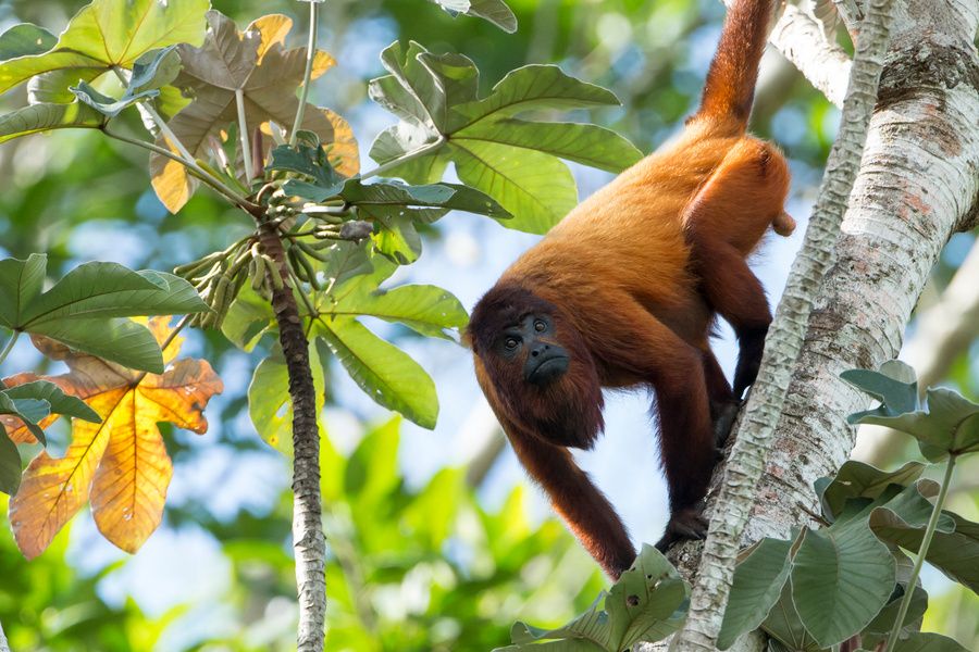 97px.fr | Singe hurleur roux