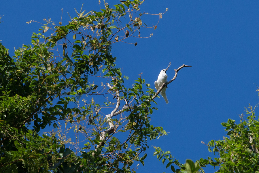 97px.fr | Araponga blanc ou oiseau cloche