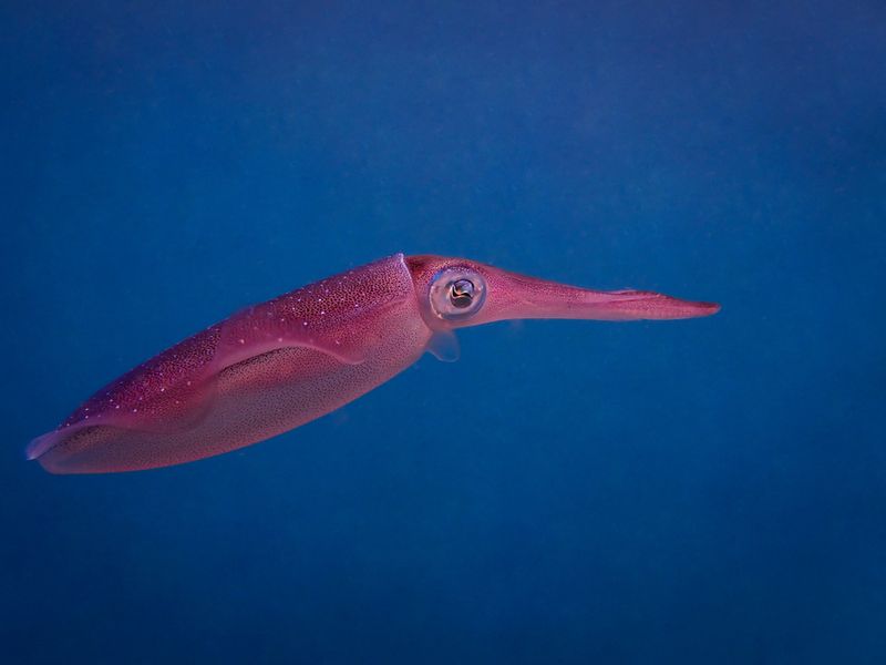 97px.fr | Calamar de récif