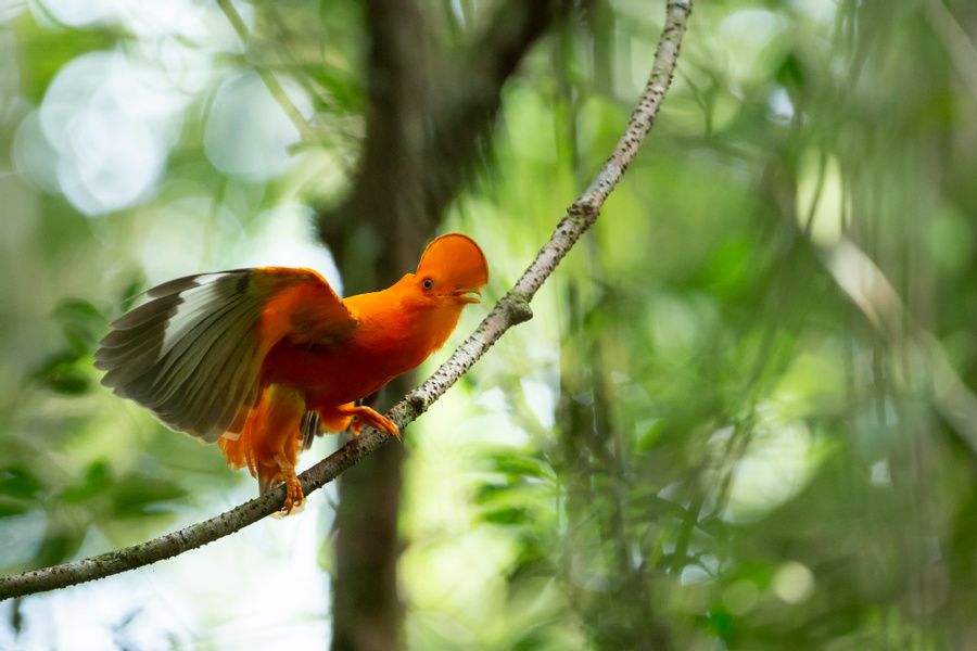 97px.fr | Coq-de-roche orange