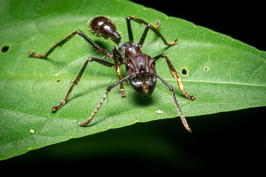 97px.fr | Fourmis flamande, paraponera clavata